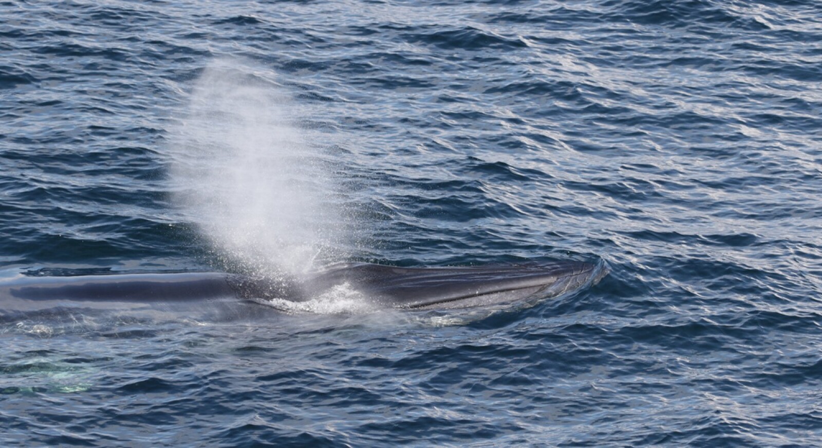 Gulf of Mexico Oil Activity Endangers Rice’s Whale, NOAA Finds