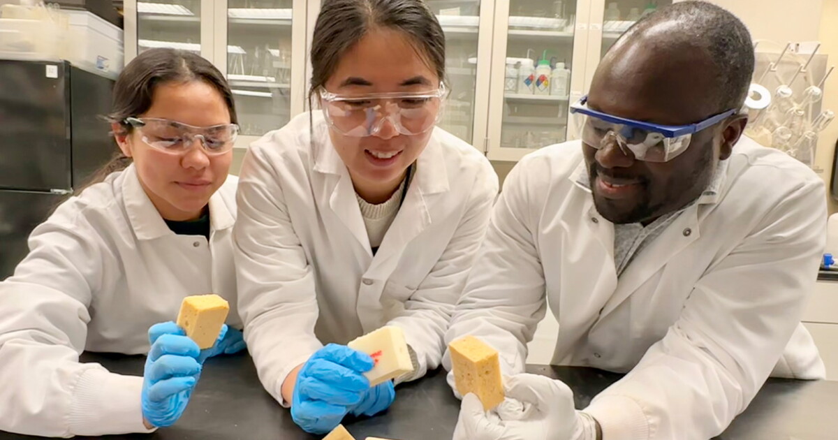Washington State University Research Develops Plant-Based Substitute ...